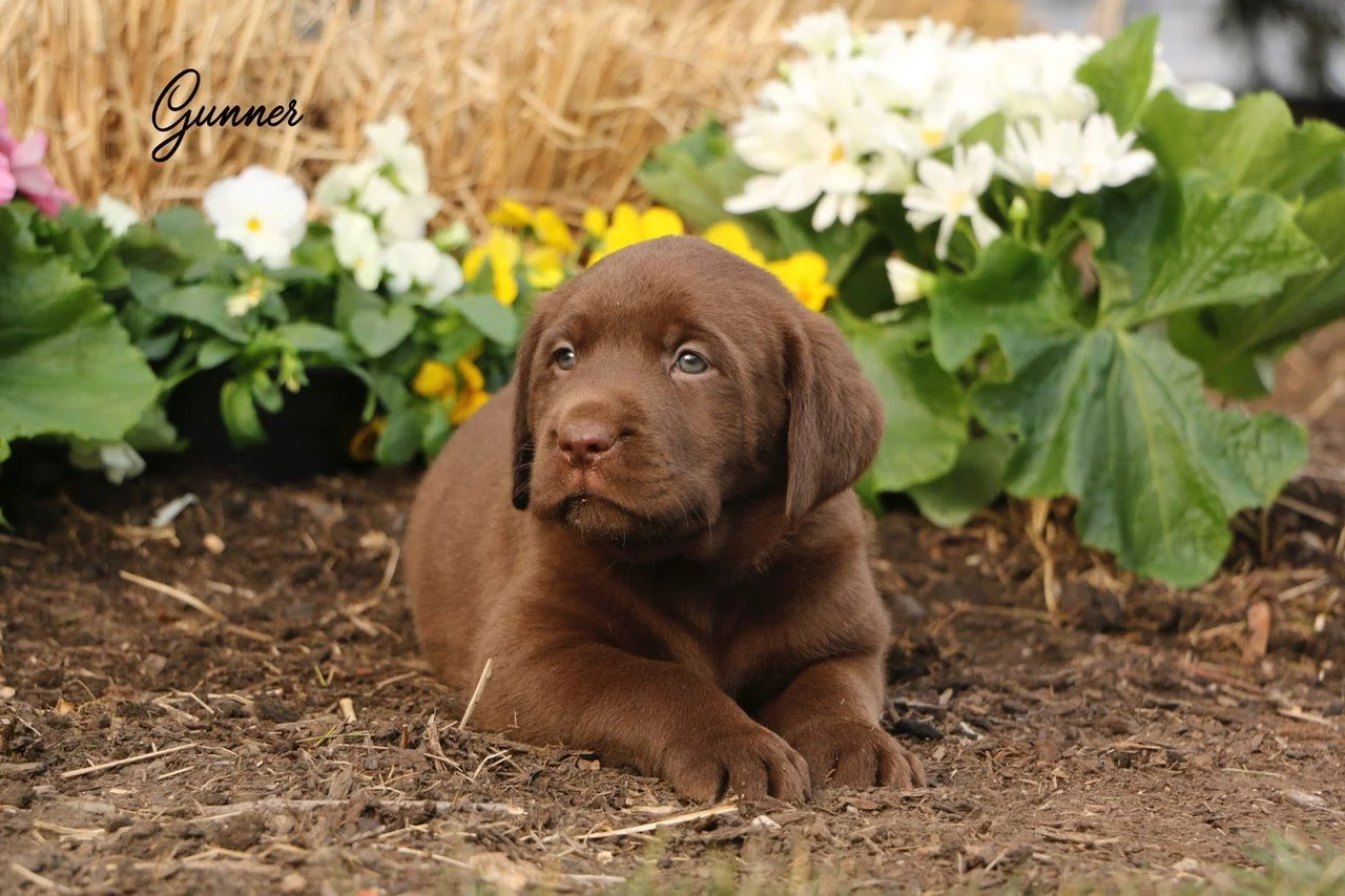 Gallery — McClan Labradors
