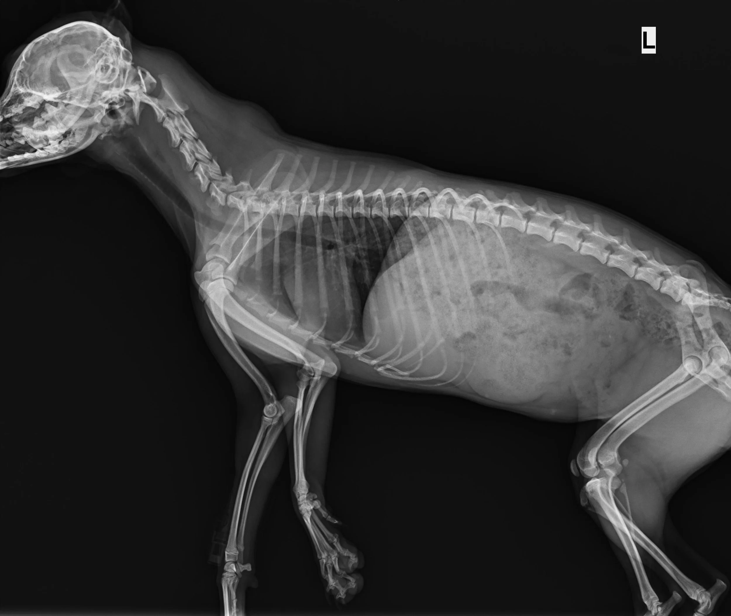 Veterinary Digital DR X-Ray Panels, Software & Computer