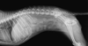 Veterinary Radiographs for CCL Injuries and TPLO Surgery