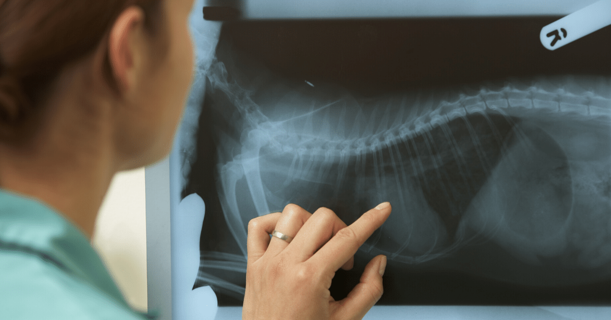Diagnosing & Treating Cancer, Tumors in Dogs and Cats