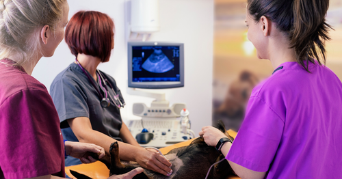 Ultrasound-Guided Cystocentesis: The Pros and Cons