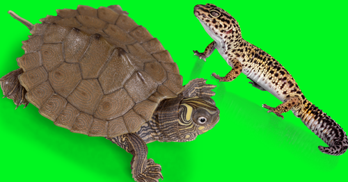 Radiographing Reptiles: Helpful Key Tips and Techniques