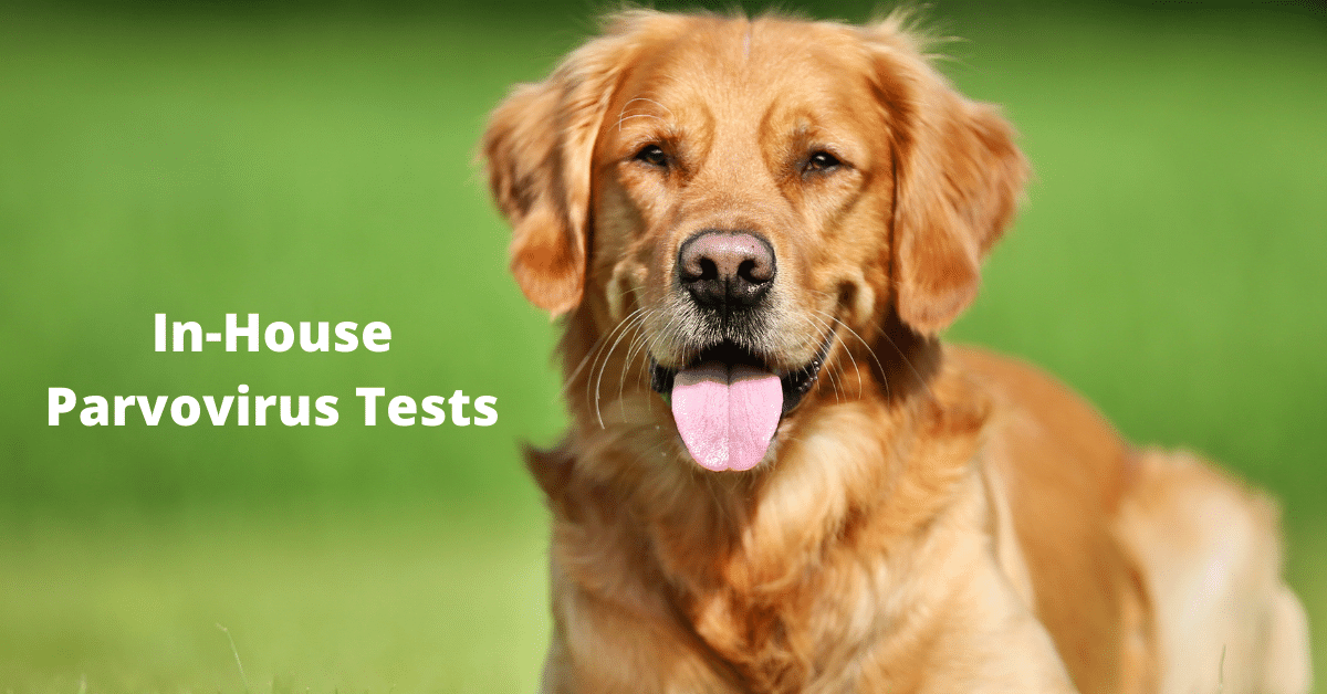 Choosing and Interpreting In-House Parvovirus Tests