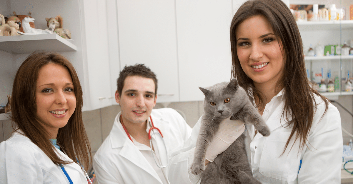Adjusting from school to being a New Veterinary Graduate