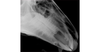 When and How to Perform Veterinary Equine Skull Radiographs