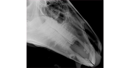 When and How to Perform Veterinary Equine Skull Radiographs