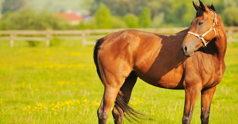 When and How to Perform Specility Equine Neck X-Rays