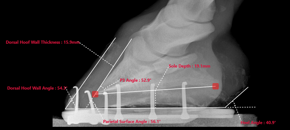Taking, Measuring, & Interpreting Rads of the Equine Foot