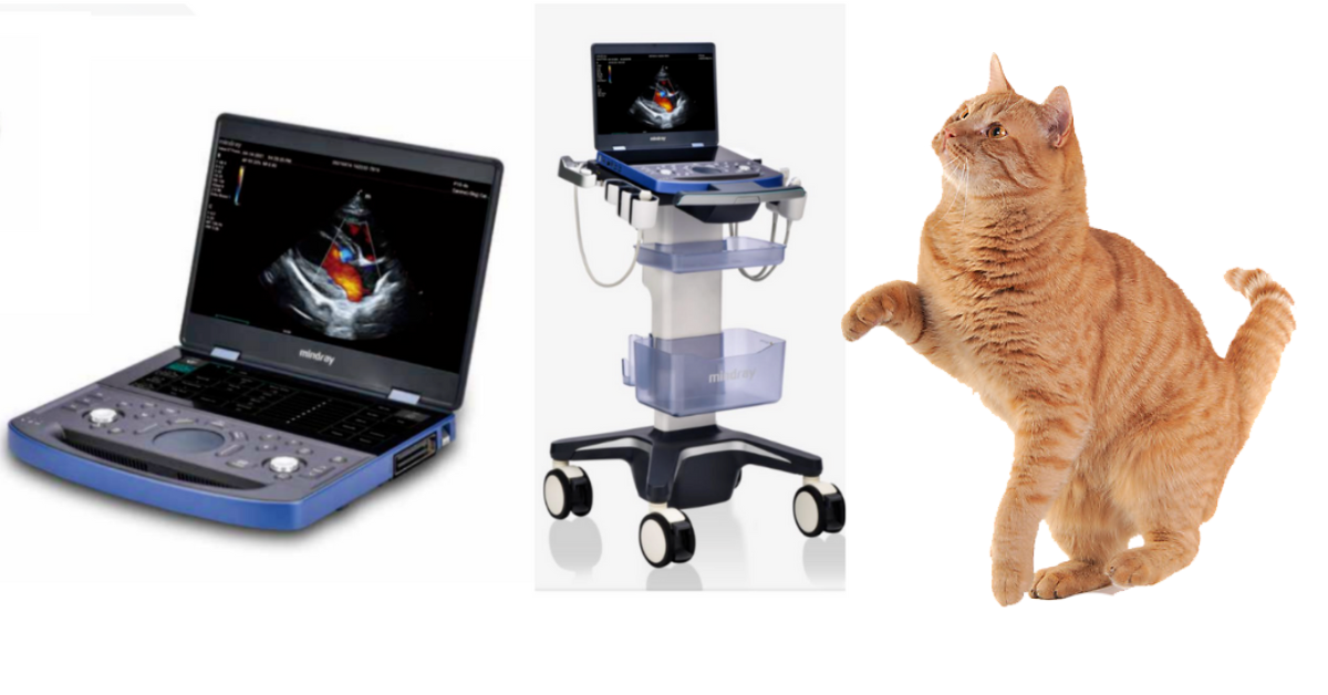 Make Cystocentesis Safer and Easier With Ultrasound