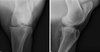 Obtaining High Quality X-Ray Images of the Equine Stifle