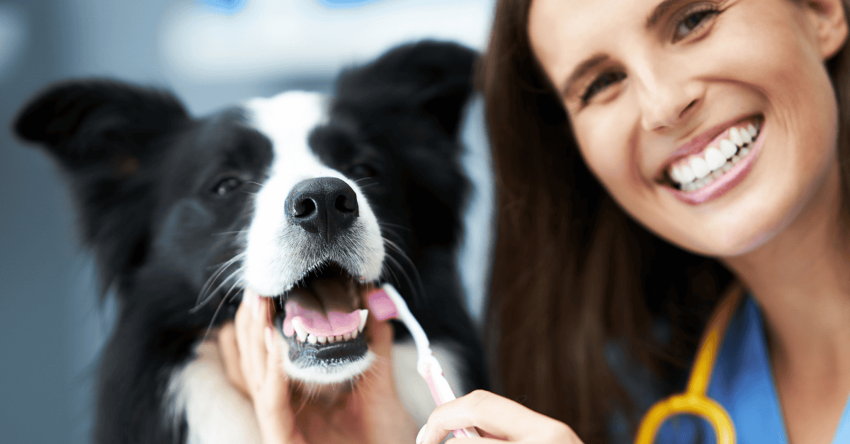 Transform Your Clinic / Practice with Veterinary Dentistry