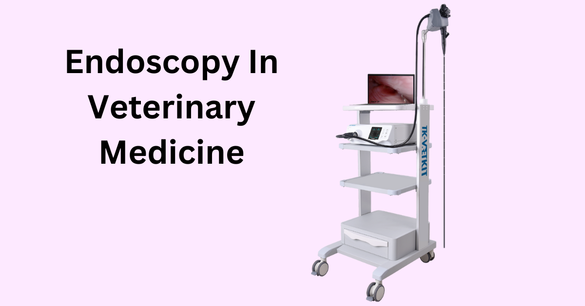 Veterinary Endoscopy: Uses and Benefits for Patient Care