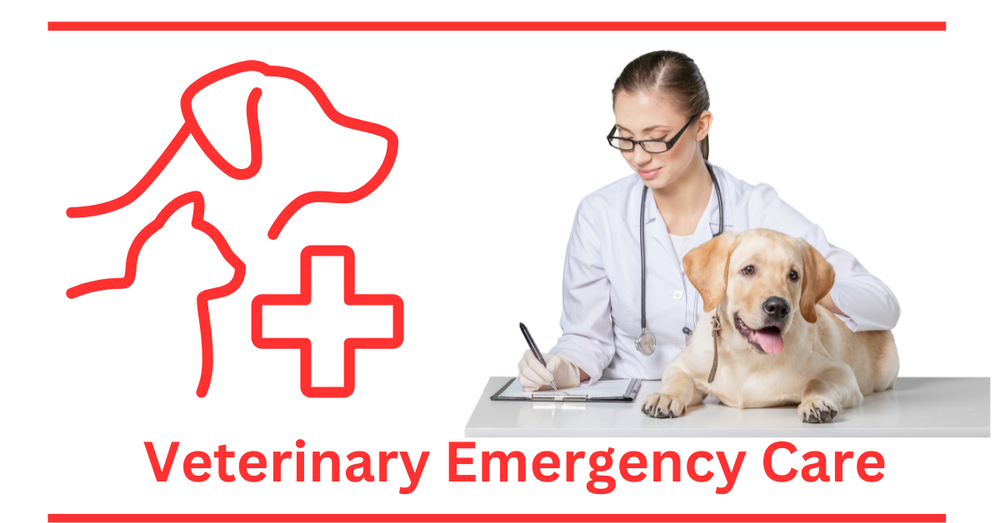 The Power of Teamwork in Veterinary Emergency Care Rooms