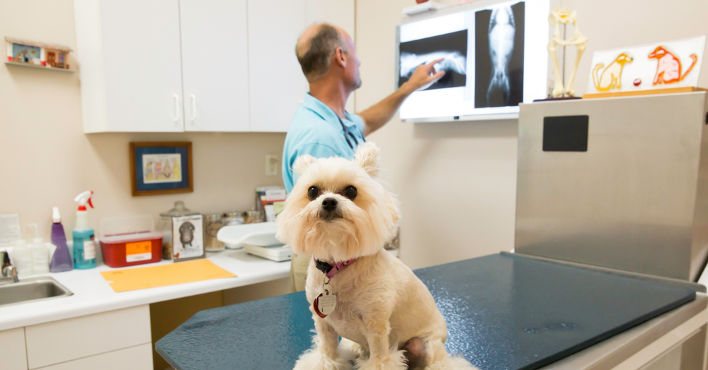 Planning and Measuring for Full-Body X-Rays (veterinary)