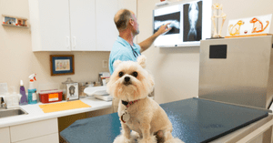 Planning and Measuring for Full-Body X-Rays (veterinary)