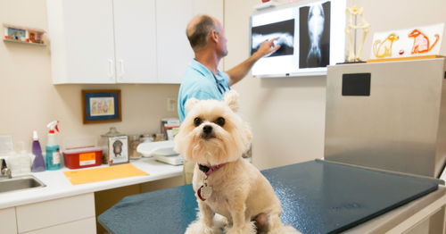 Planning and Measuring for Full-Body X-Rays (veterinary)