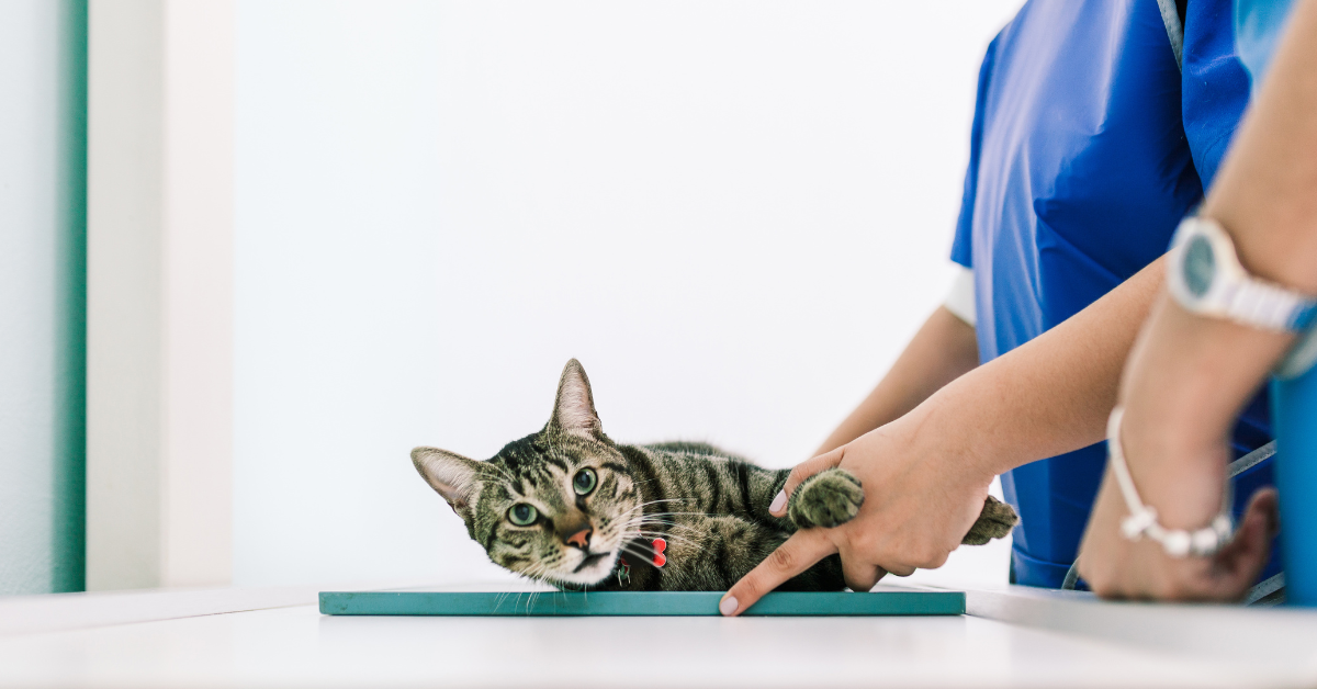 Feline Radiograph Techniques for Sedation-Free Imaging