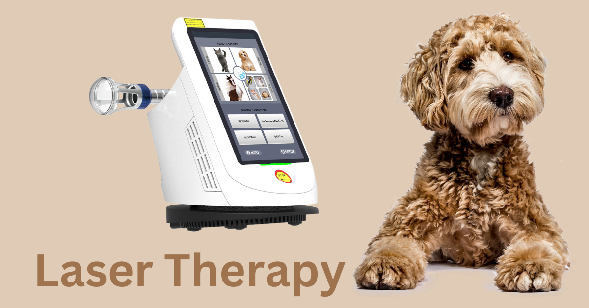 Laser Therapy in Veterinary Practice: A Revolutionary