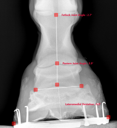 Taking, Measuring, & Interpreting Rads of the Equine Foot