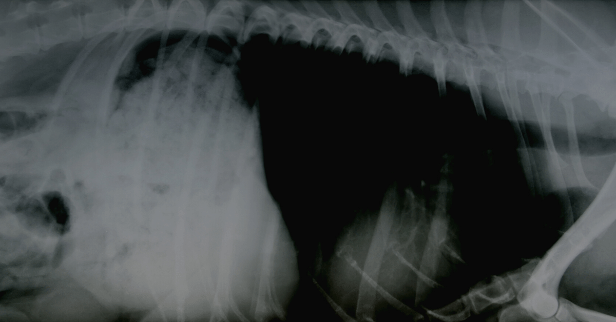 Overexposed X Ray Basic Chest Radiology For The TB Clinician
