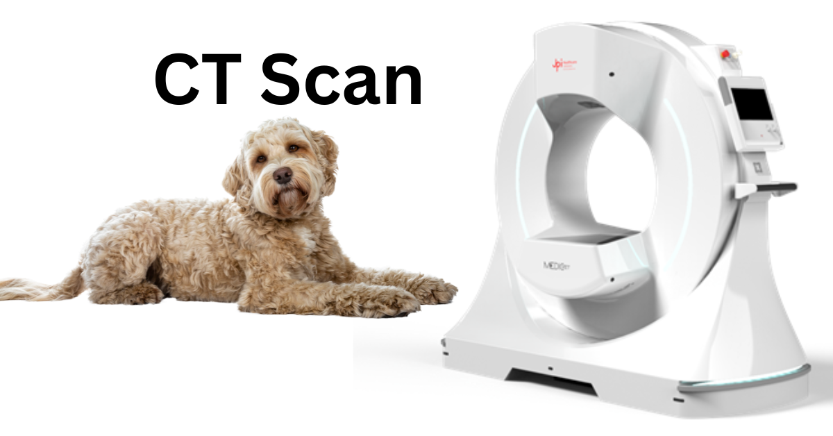 Enhancing Veterinary Care with CT Imaging Technology