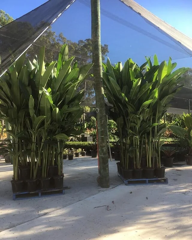 ePlants Trade Nurseries