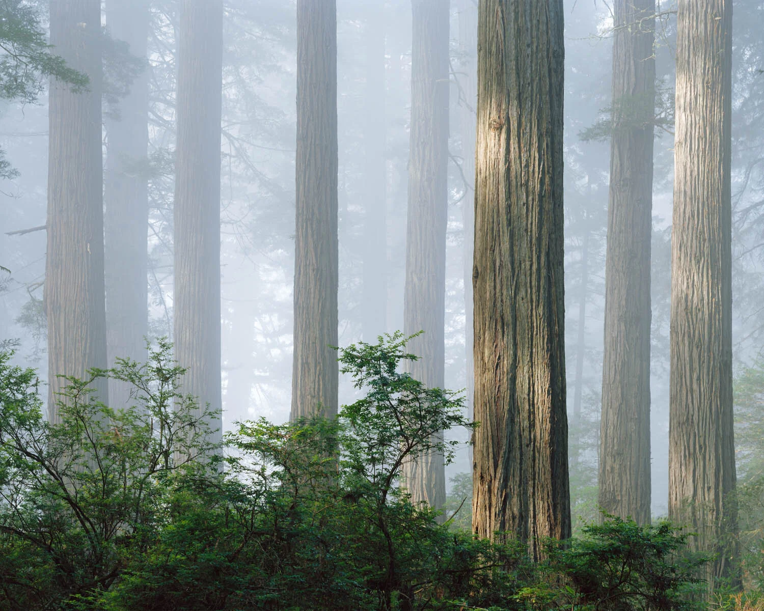 Choosing a 4x5 Camera and Lenses — Alex Burke Photography