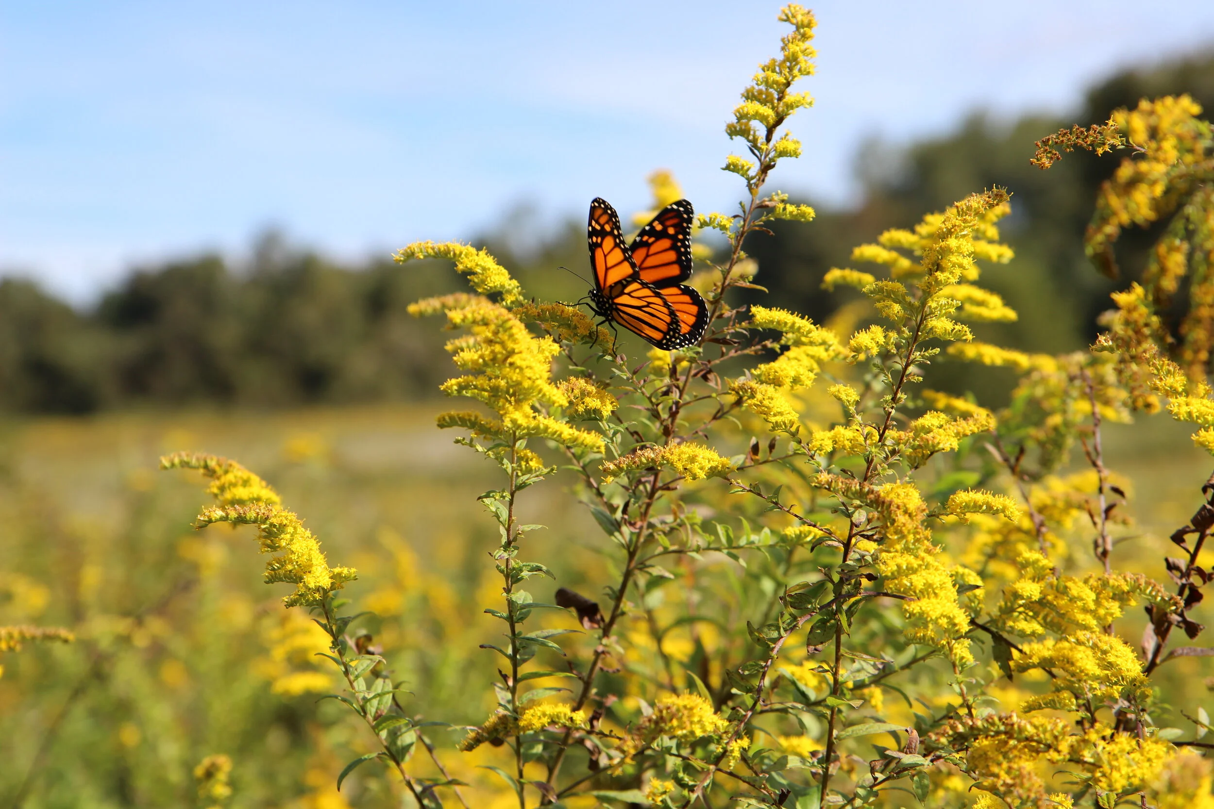 What — Alexander C. Kaufman
