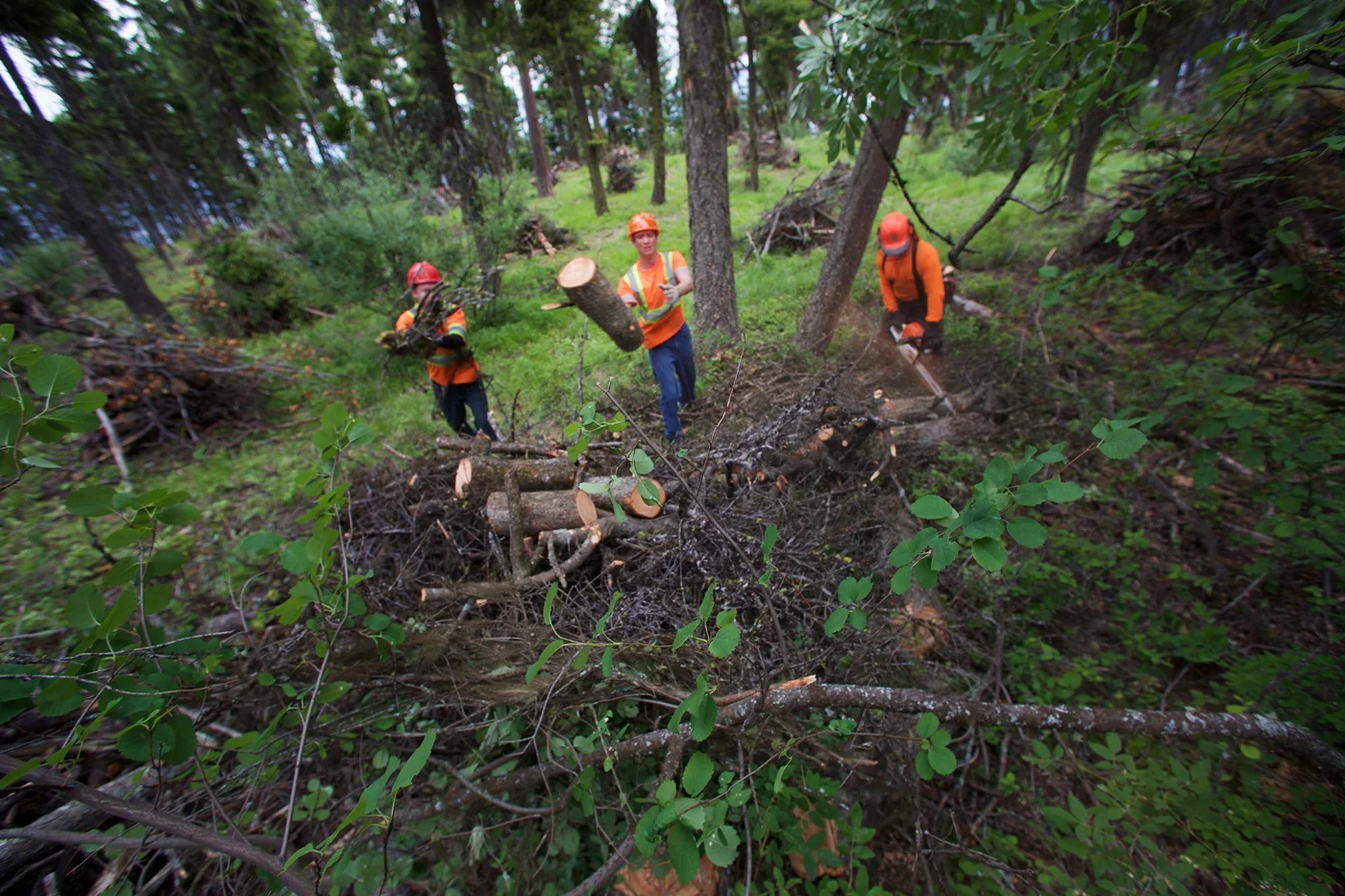 Forest Stewardship Plan — Ntityix Resources LP