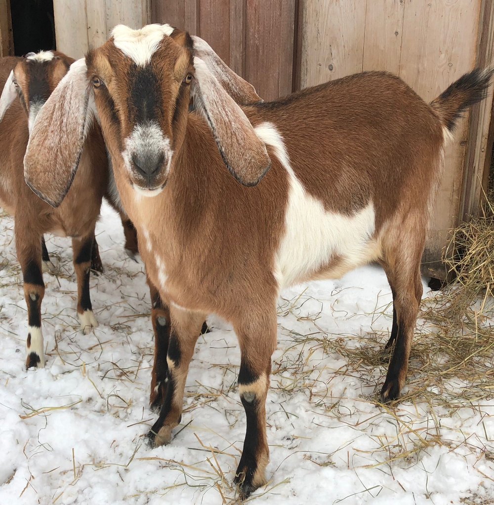 Meet Our Residents — The Haven at Skanda