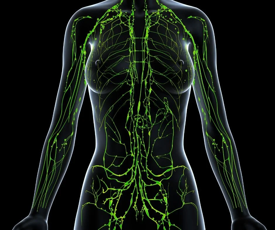 The Earth Element and Spleen Digestive Function: A Balanced Spleen Is ...