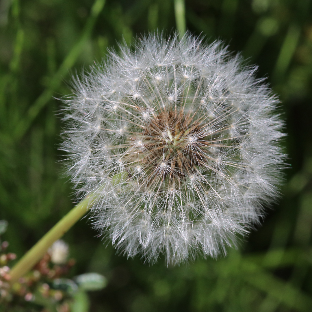 Natural Strategies For Your Exalted Beauty — PHYTO5 U. S.