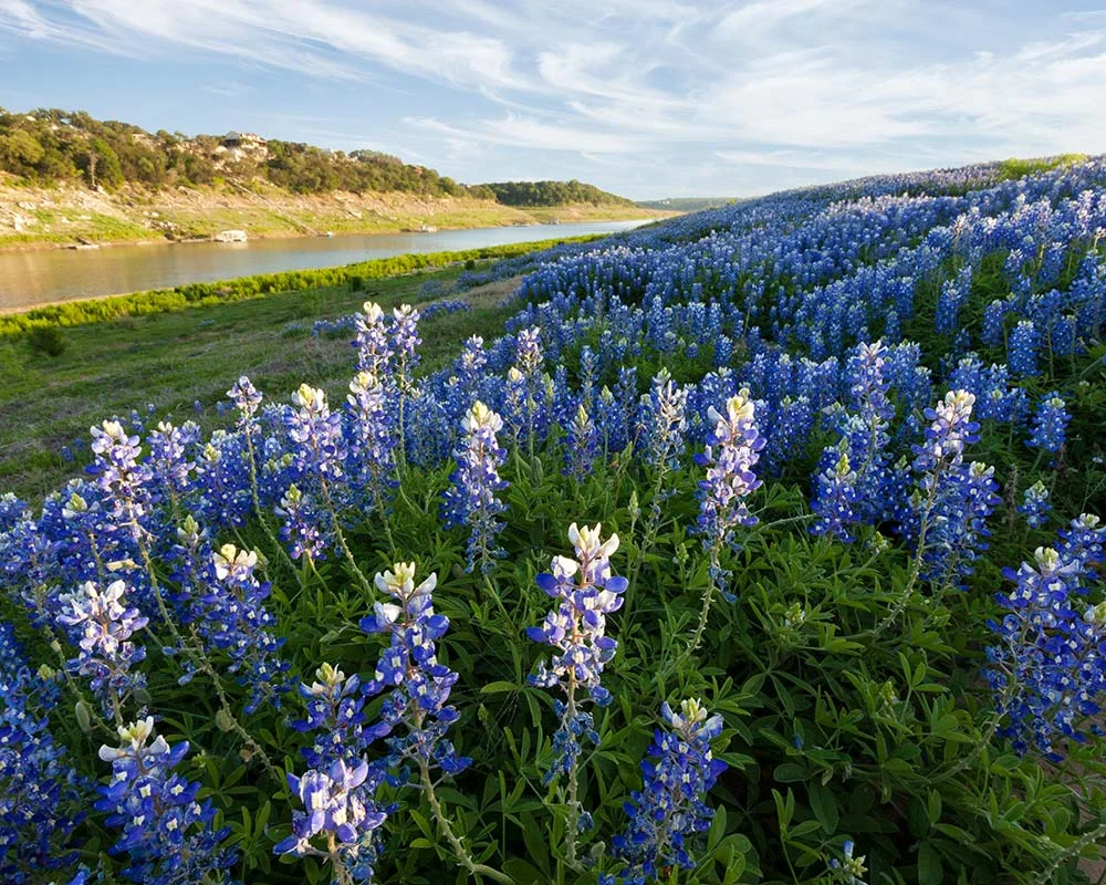 Bluebonnets I Can Print