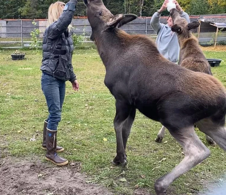 Mother's Day 2024 - Meet Mama Moose! — The Big Alaska Show