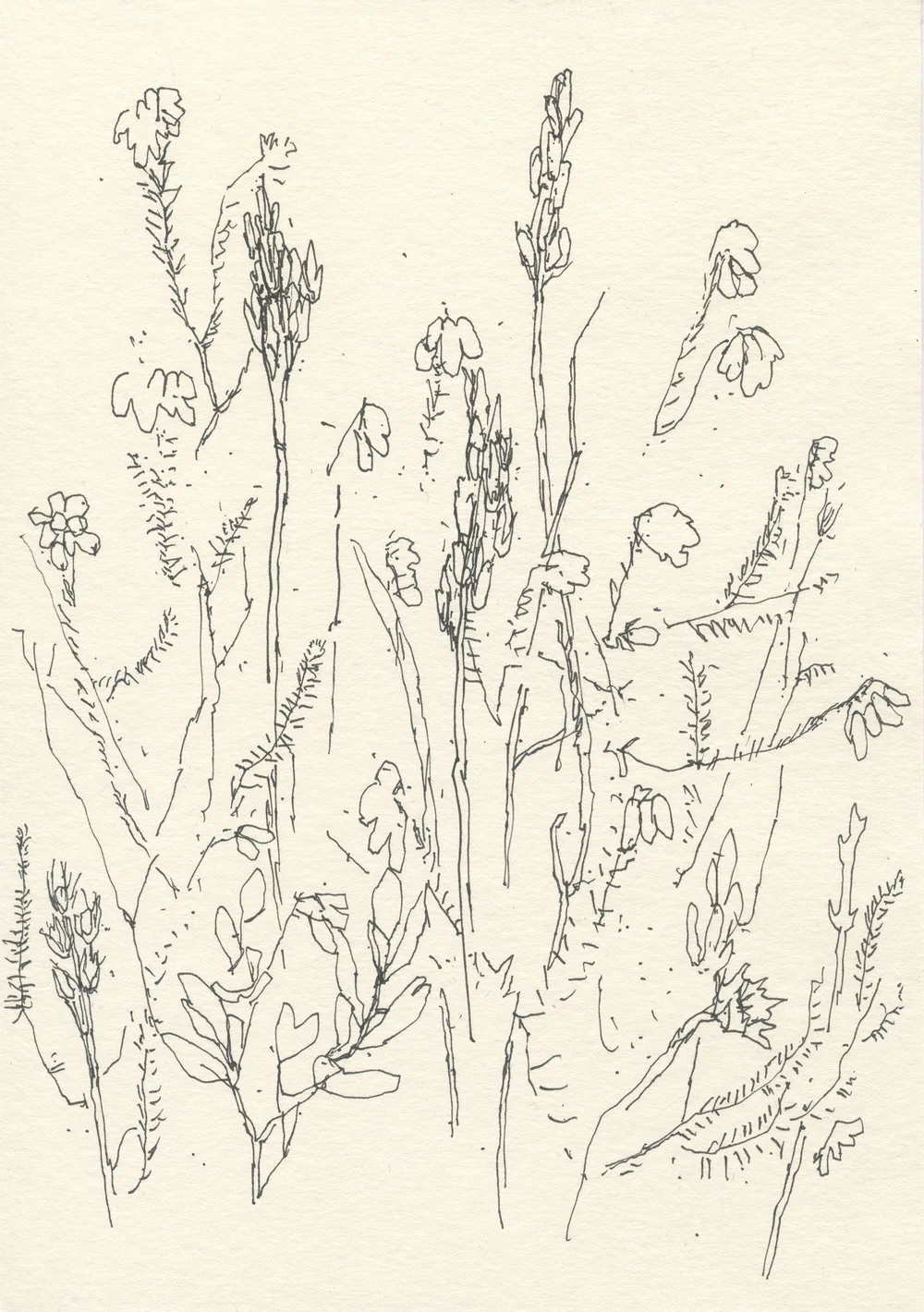 Asphodel Drawing
