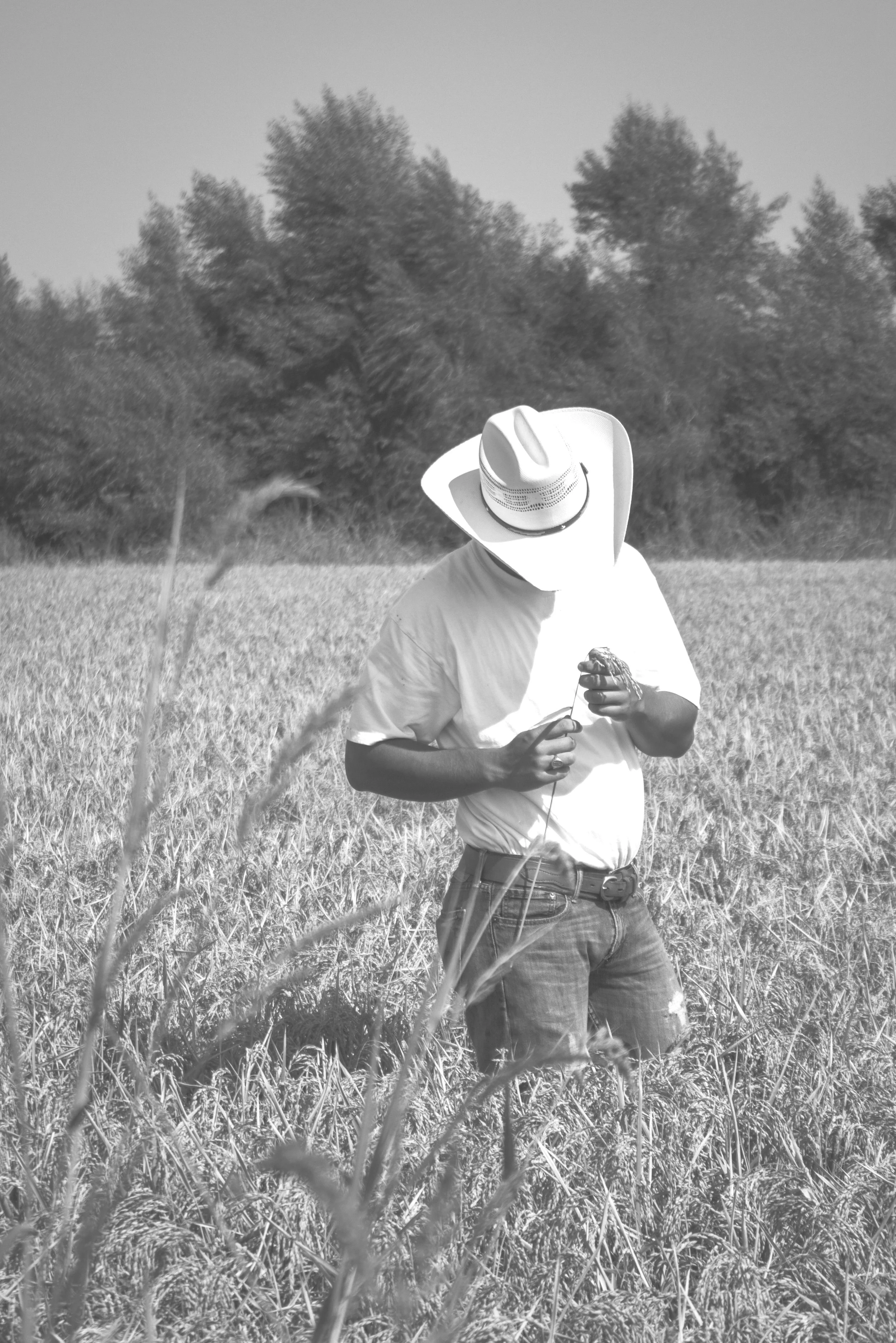 Chico Rice - Fresh Organic California Rice