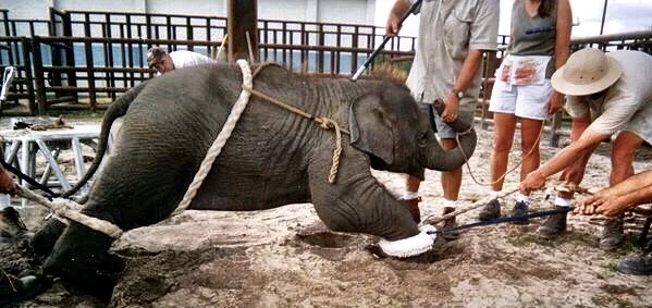 Why Elephant Trekking and Elephant Rides Are Evil