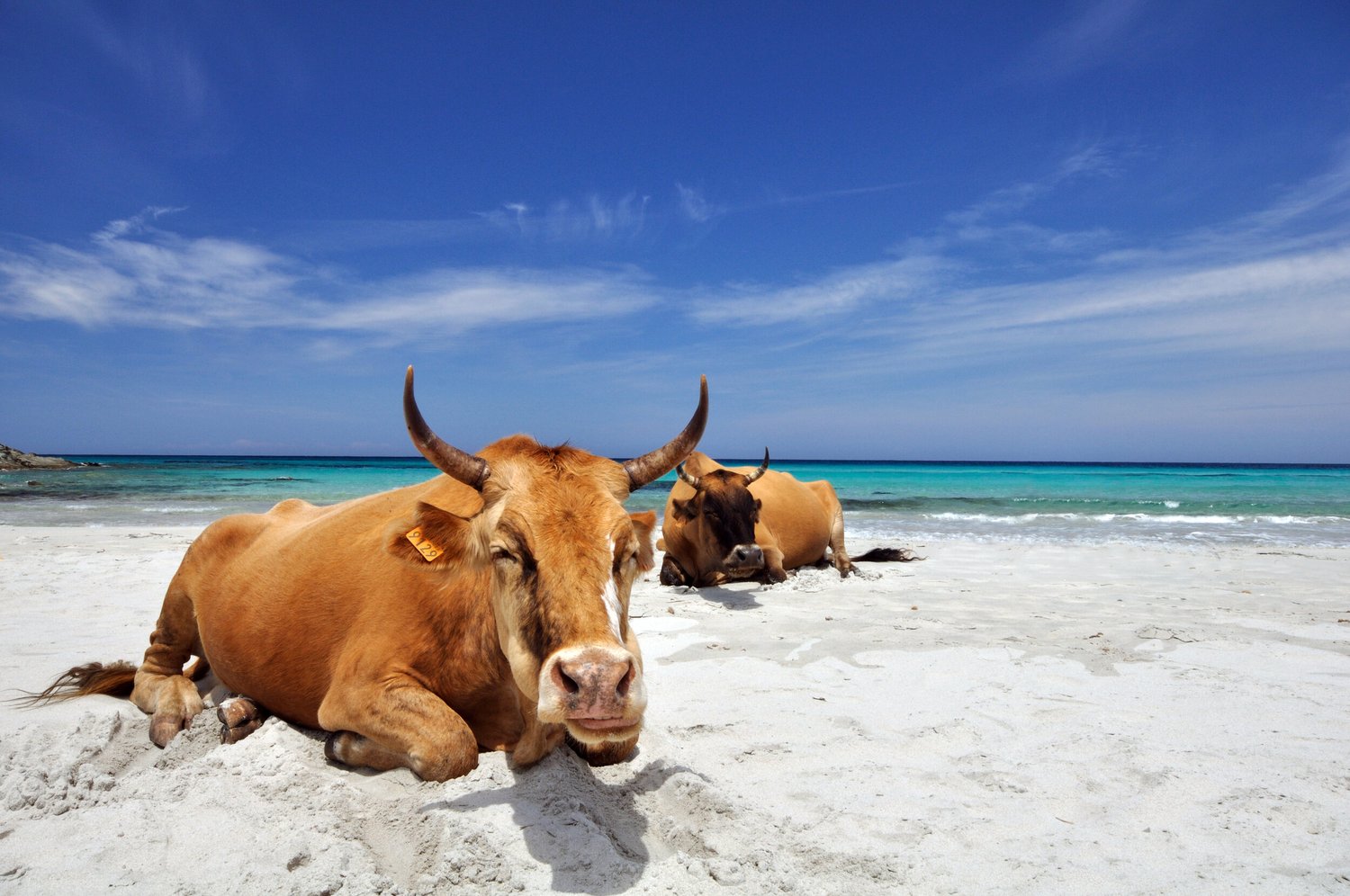 7 Reasons to Visit the French Island of Corsica