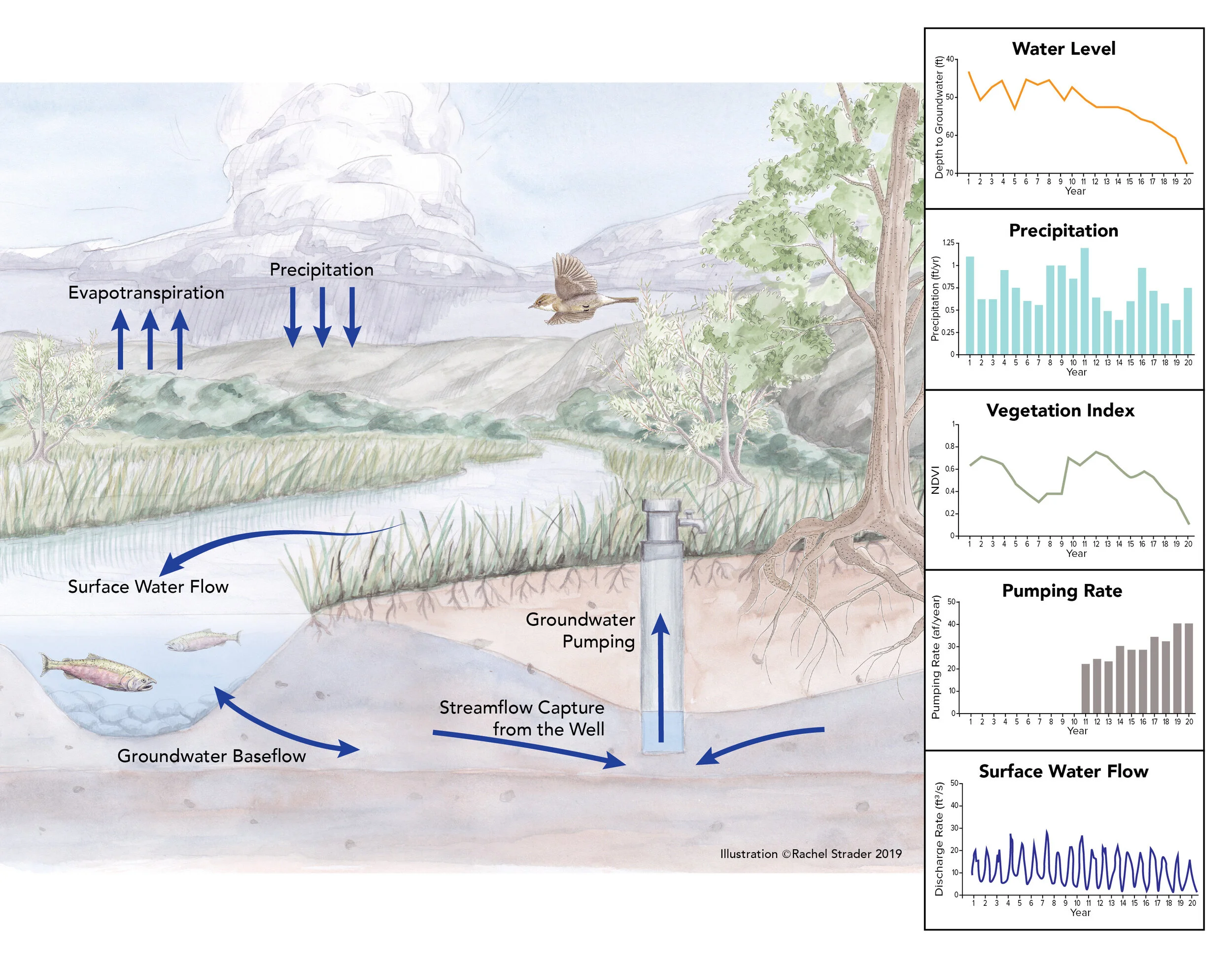 Science Illustration — Rachel Strader Art