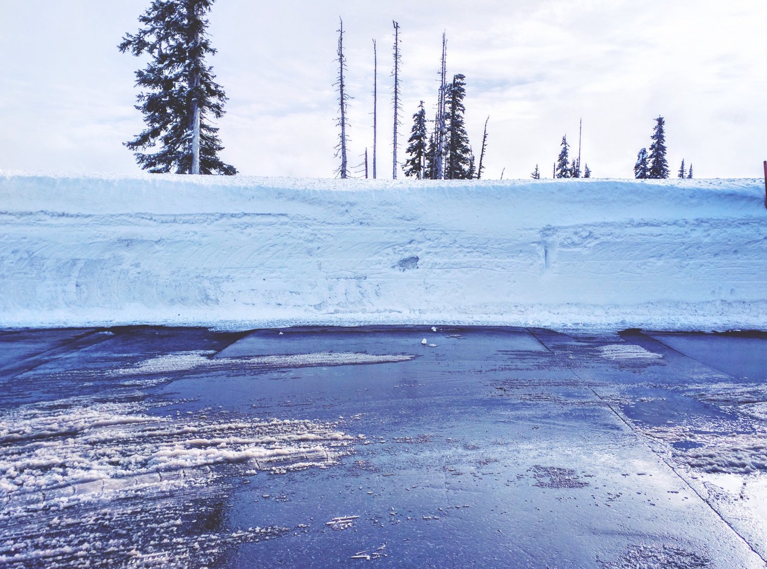 Snowshoeing in Paradise — Pacific North Wanderers