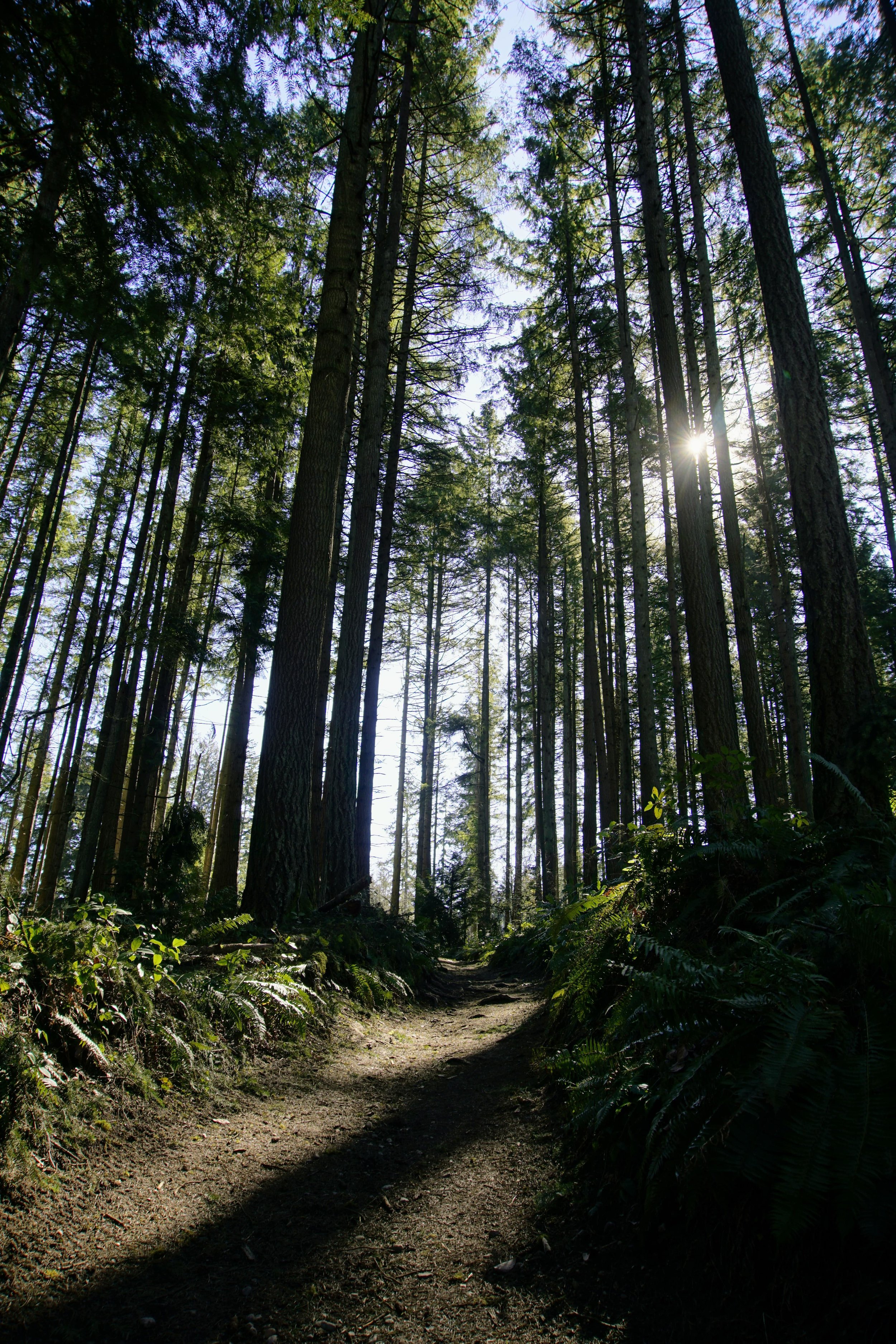 An Afternoon Hike In Bridle Trails State Park — Pacific North Wanderers