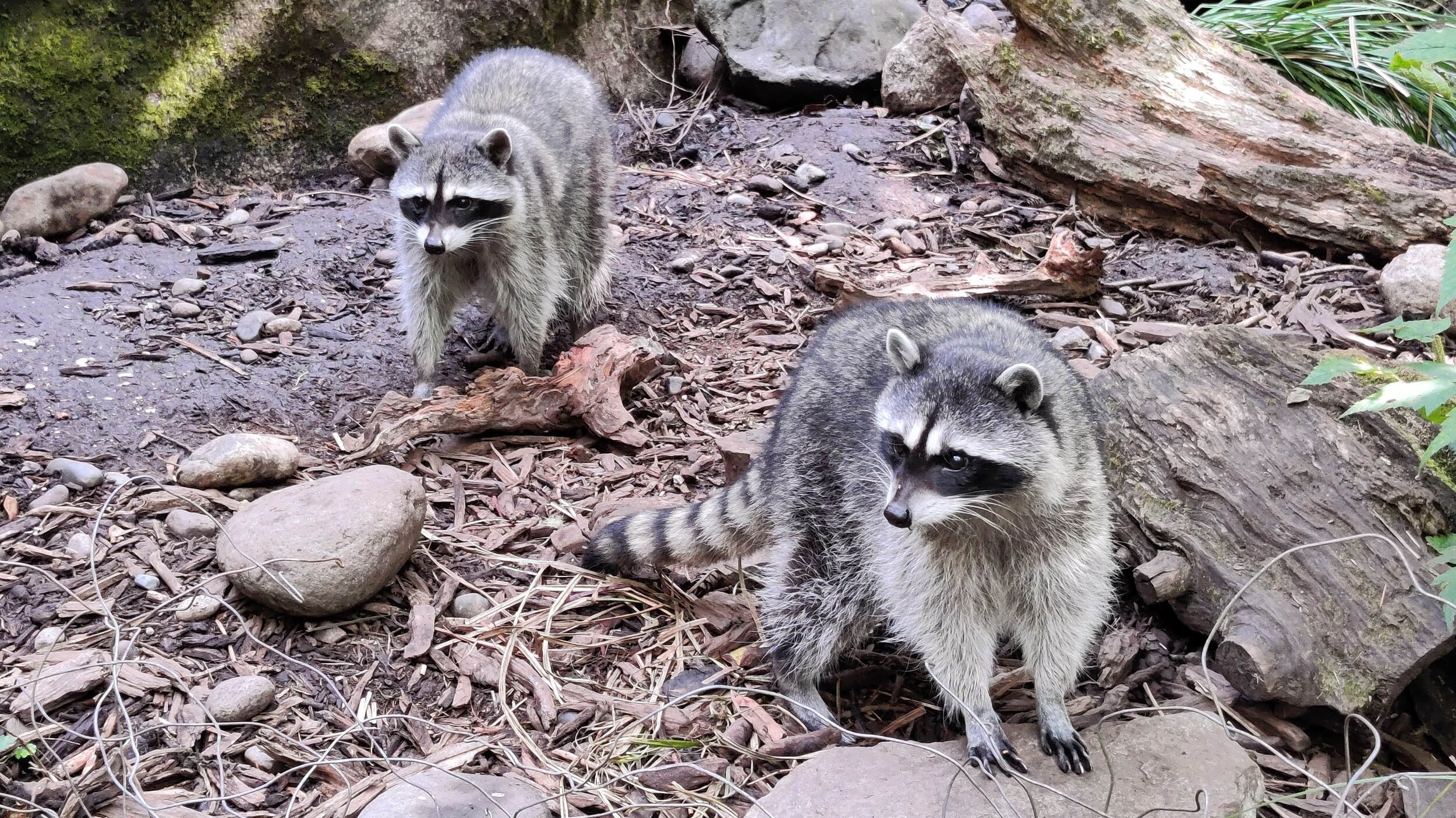 A Wild Drive & Walk Through Northwest Trek Wildlife Park — Pacific ...