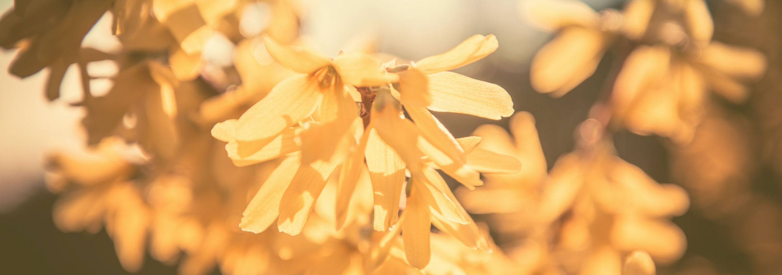 Vintage Flower Twitter Headers