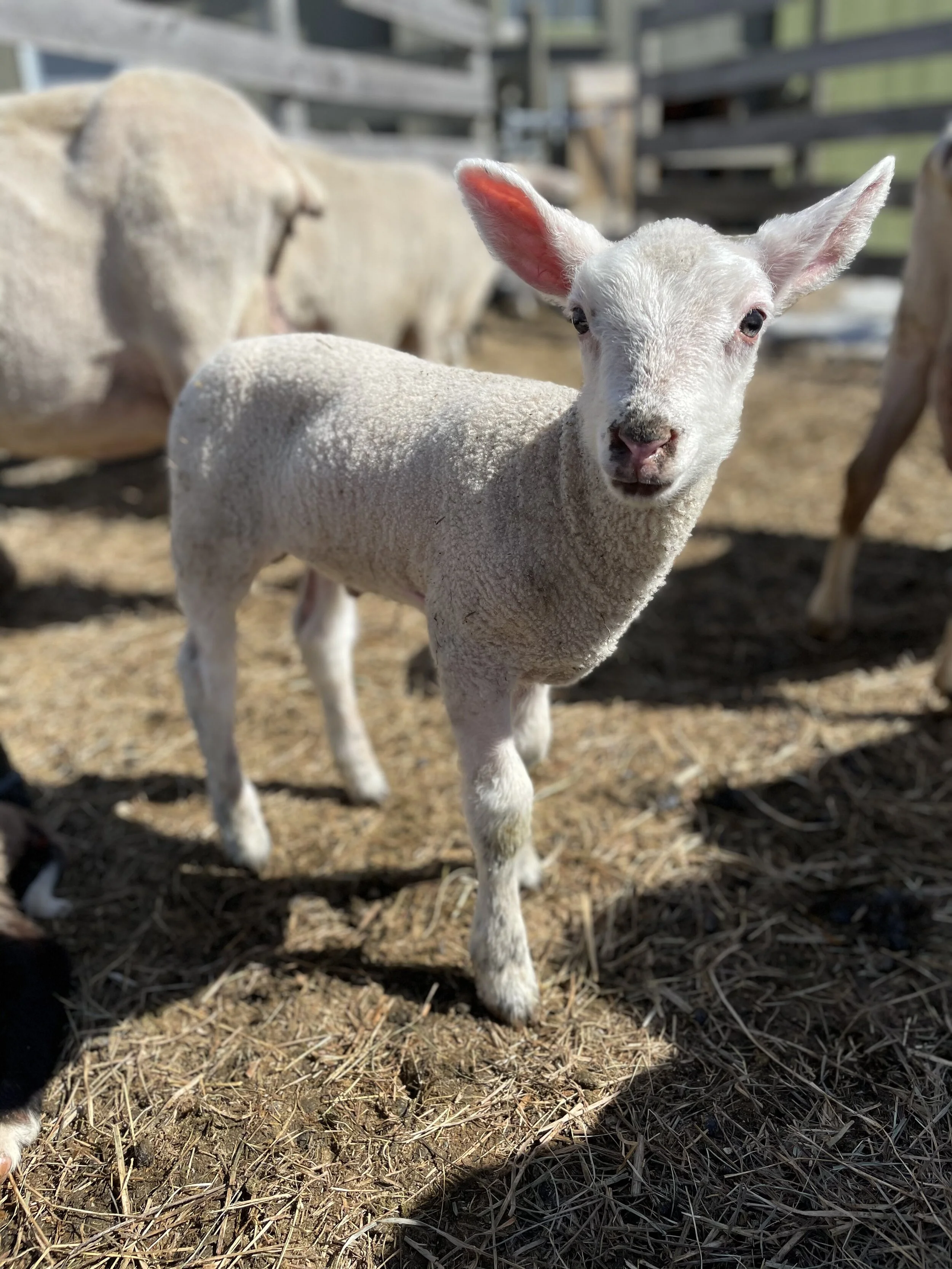 Our Animals — Vermont Vacation Cabins | Fat Sheep Farm & Cabins