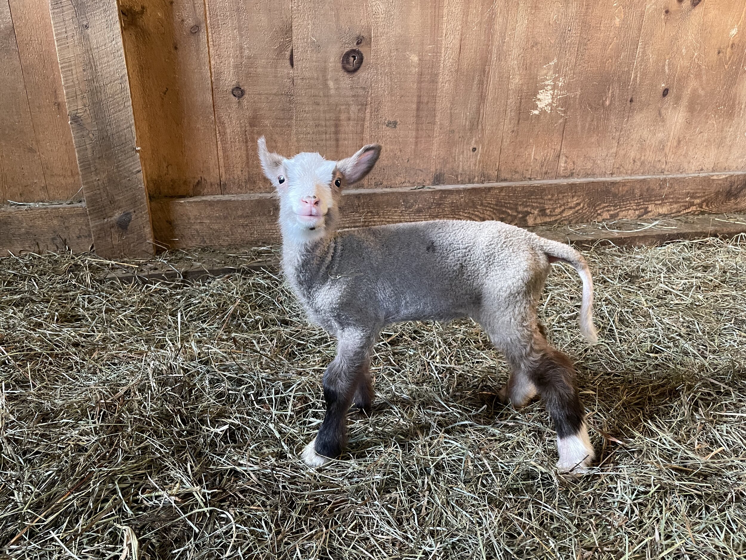 Our Animals — Vermont Vacation Cabins | Fat Sheep Farm & Cabins