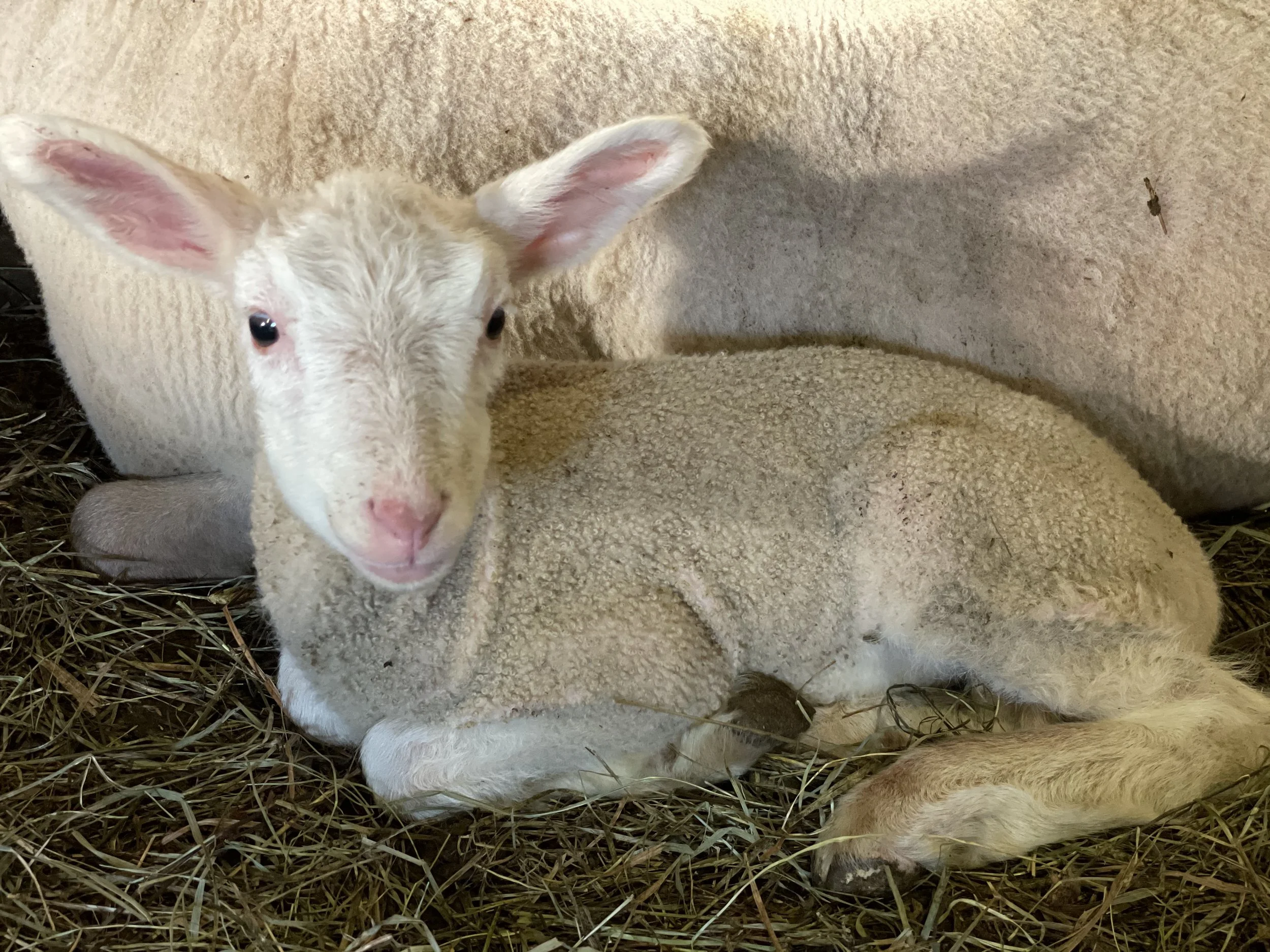 Our Animals — Vermont Vacation Cabins | Fat Sheep Farm & Cabins