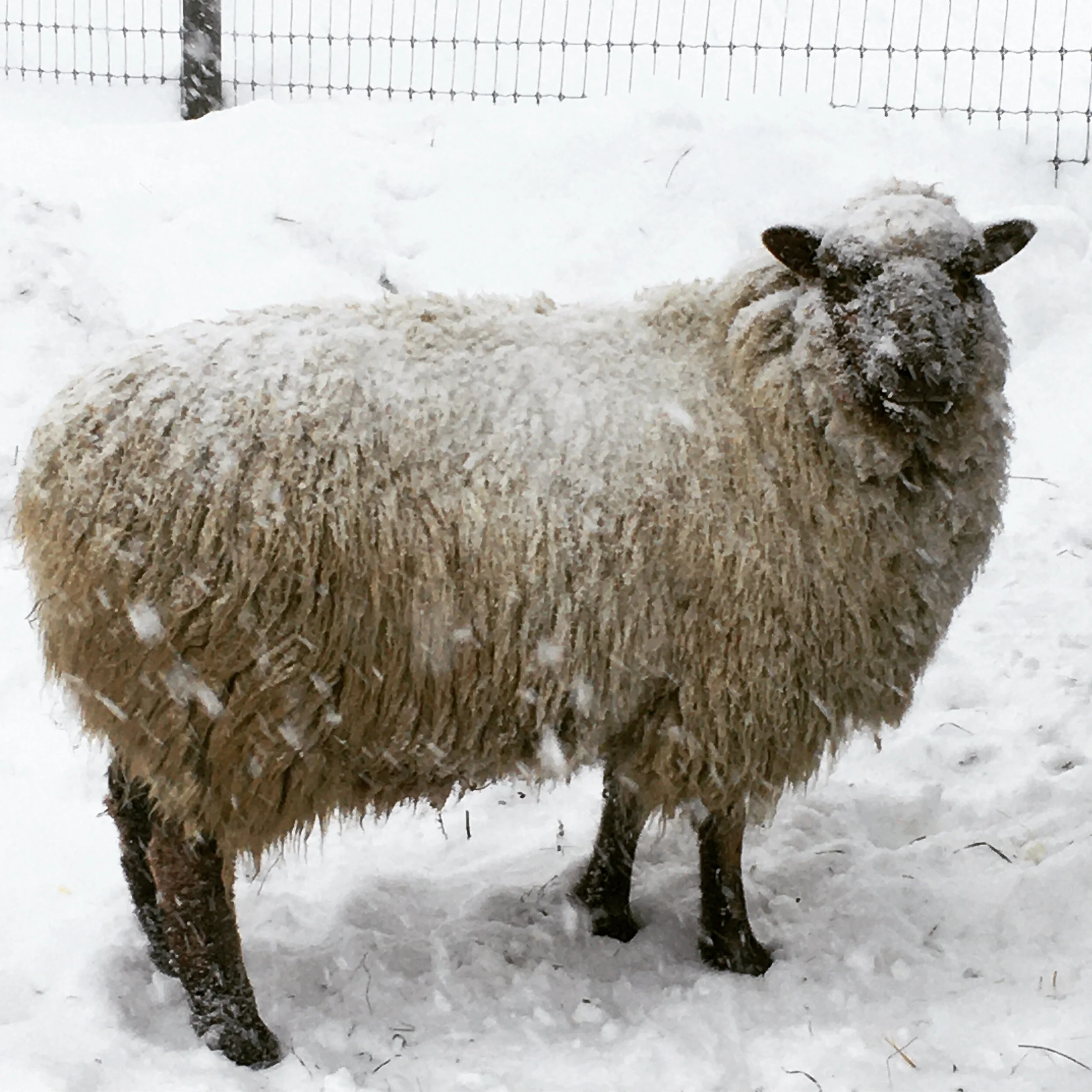 Our Animals — Vermont Vacation Cabins | Fat Sheep Farm & Cabins