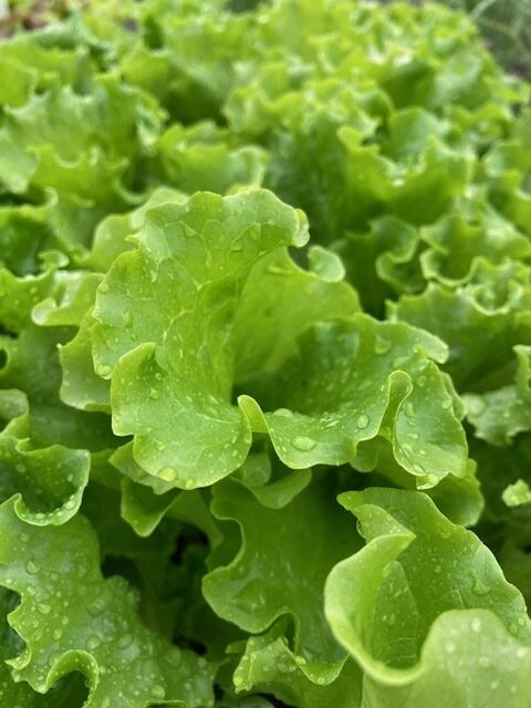 Vegetables — WHITE HOUSE FARM