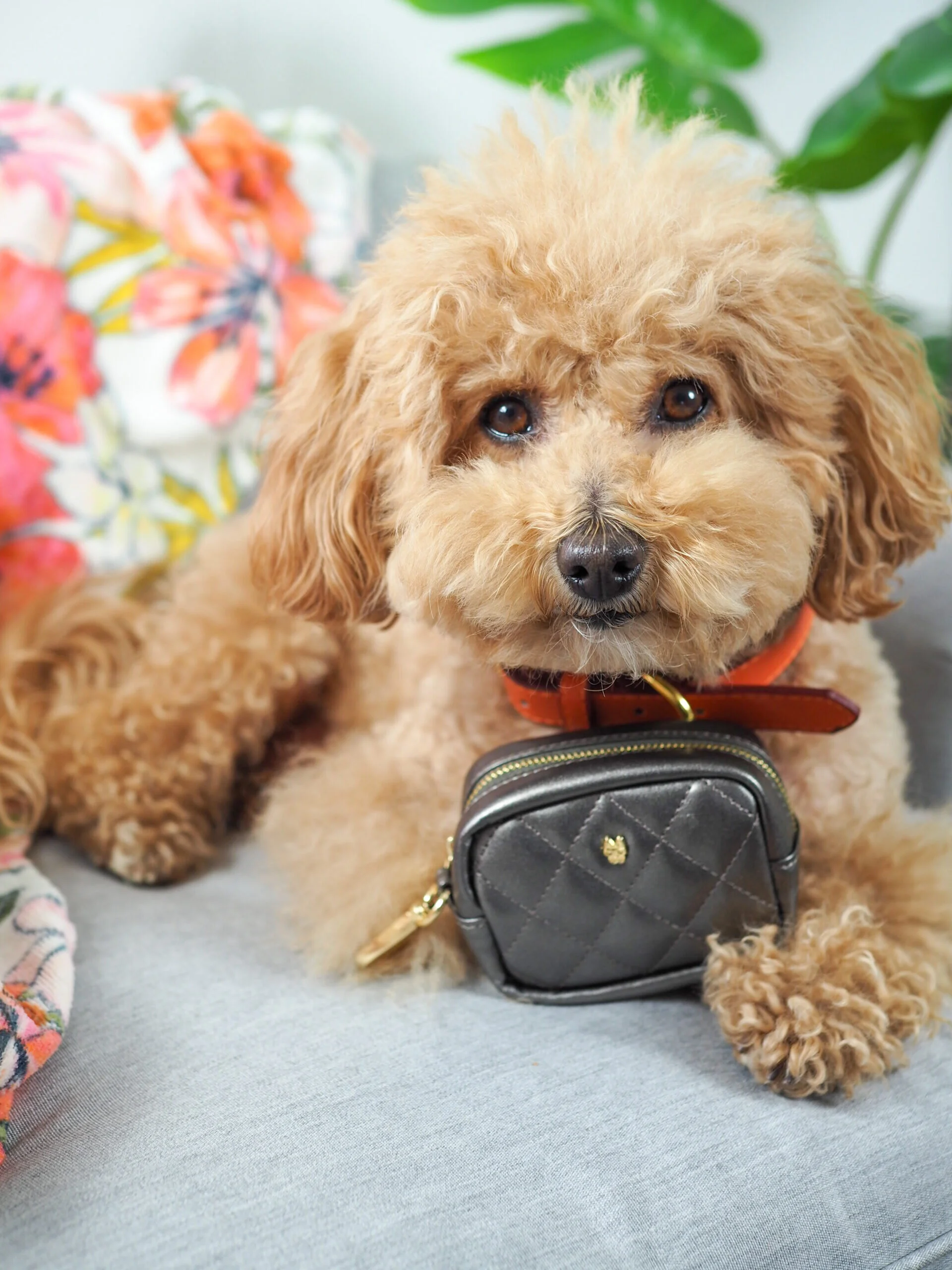 The Incredible Story Behind Pink Papyrus: The One of the Best Pet ...
