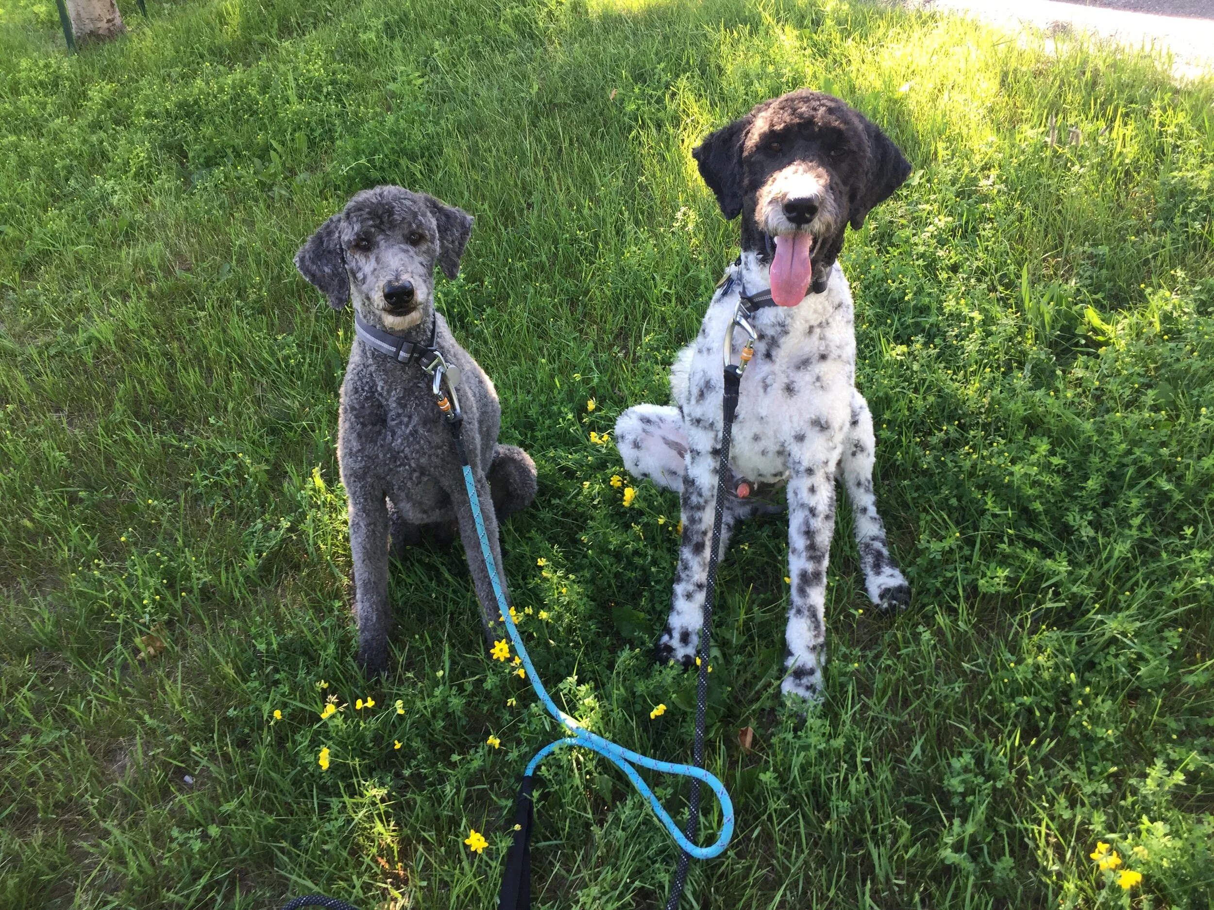 Dog Grooming - Ashiyas K9 Services